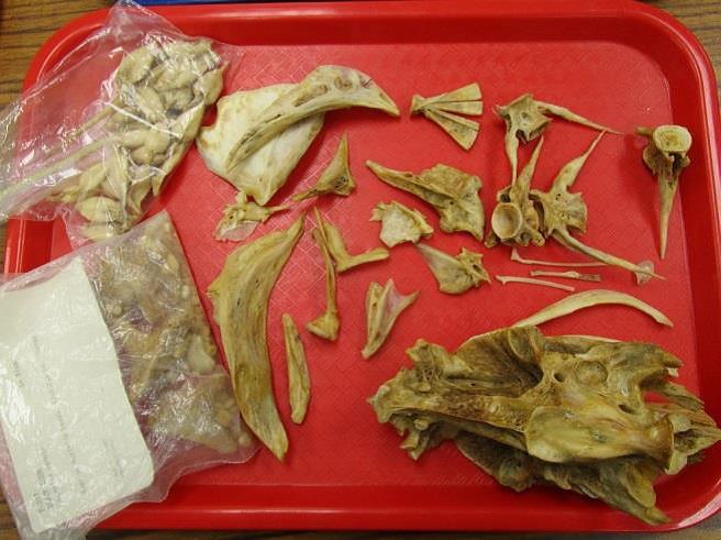 Houston Archeological Society